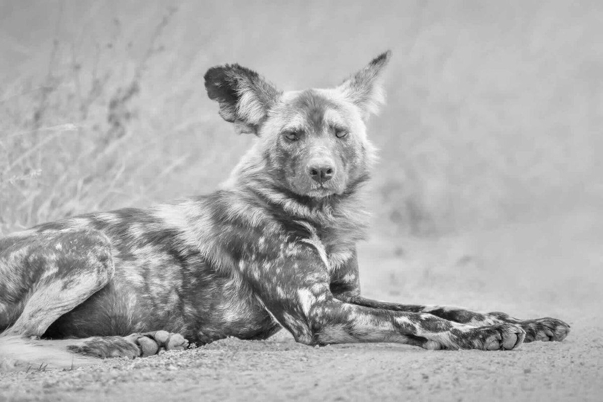 Dog-Eared Wall Art | Canvas & Framed Prints – Pixalot