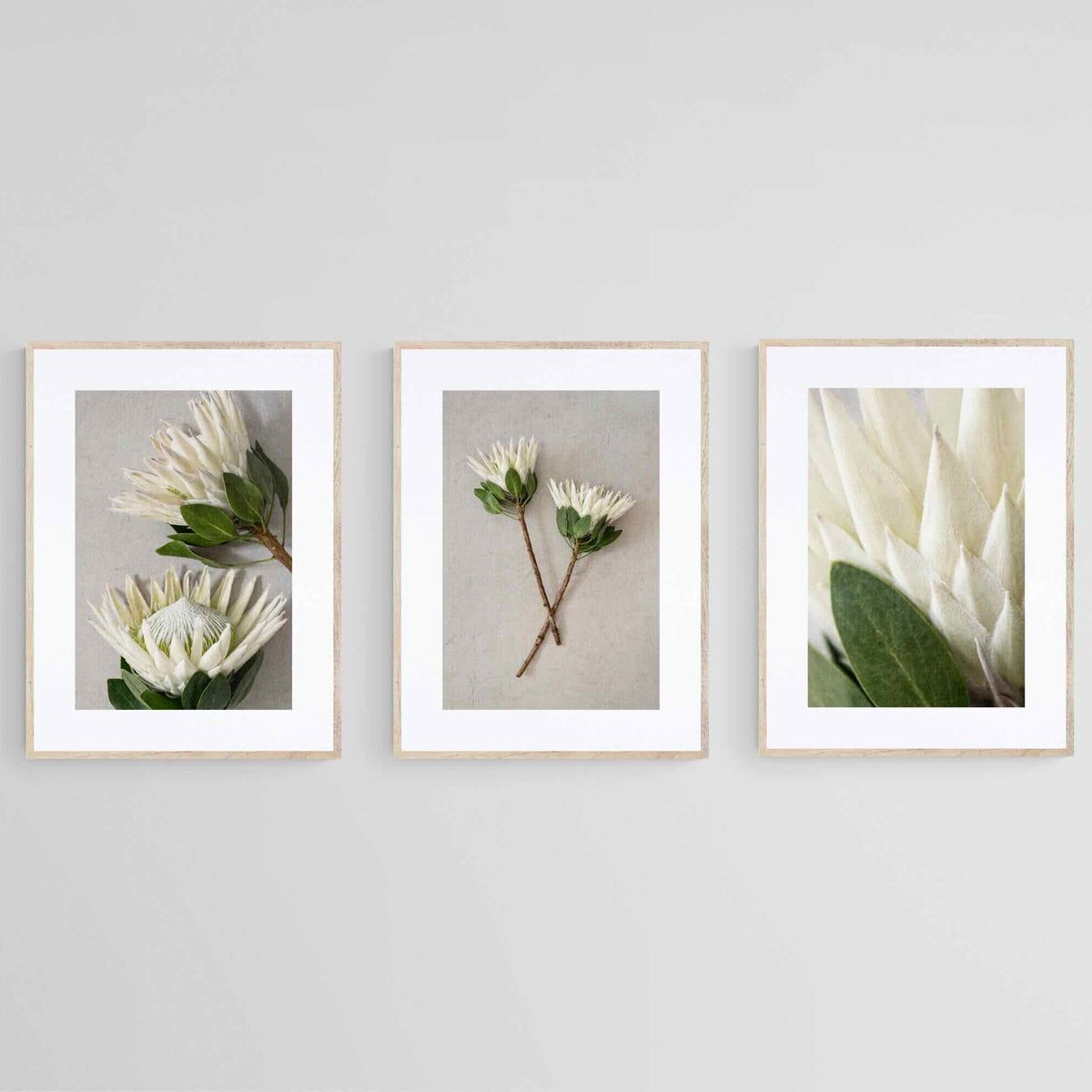 Leafy White King Proteas Wall Art Set ⭐️ Canvas & Framed + Many Sizes ...