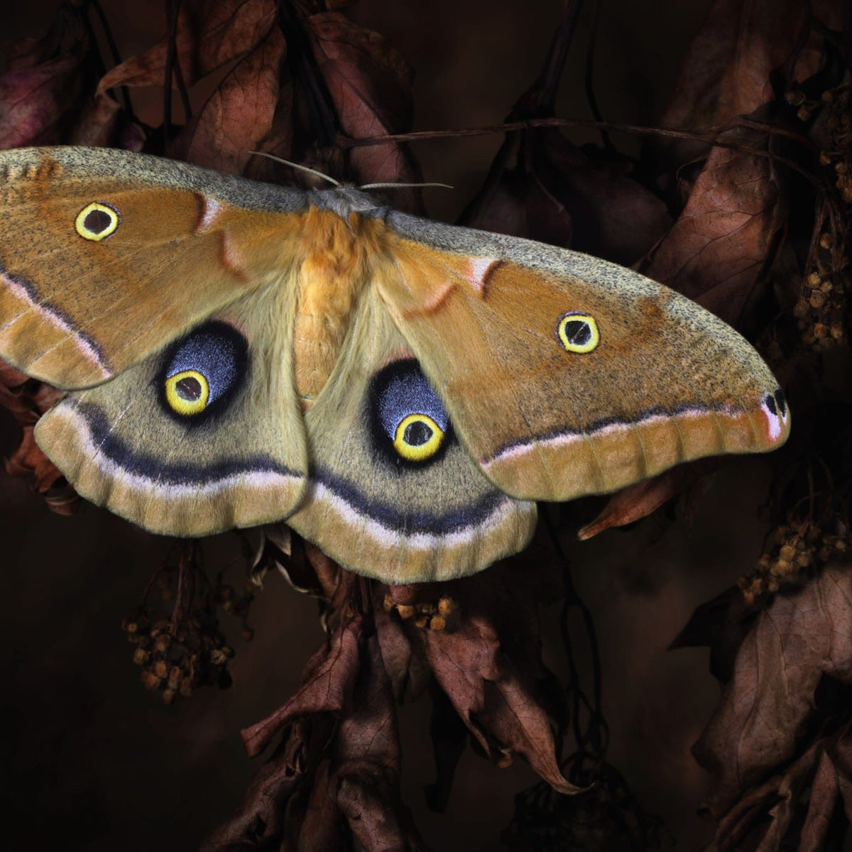 Polyphemus Wall Art | Canvas & Framed Prints – Pixalot