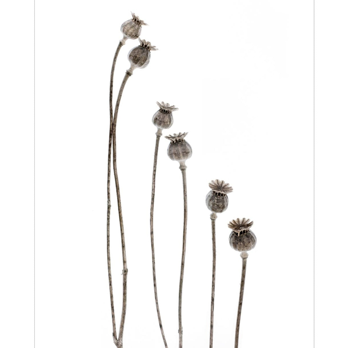 Poppy Pods Wall Art ⭐️ Canvas & Framed + Many Sizes – Pixalot