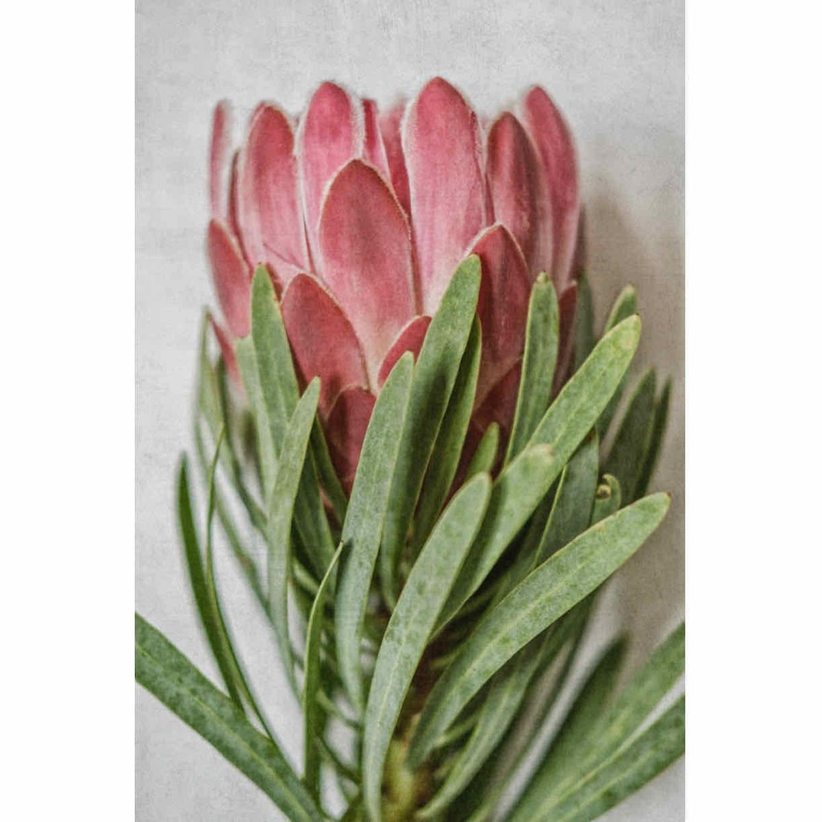 Venus Protea Wall Art ⭐️ Canvas & Framed + Many Sizes – Pixalot