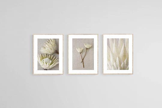 White King Proteas Set Wall Art ⭐️ Canvas & Framed + Many Sizes – Pixalot