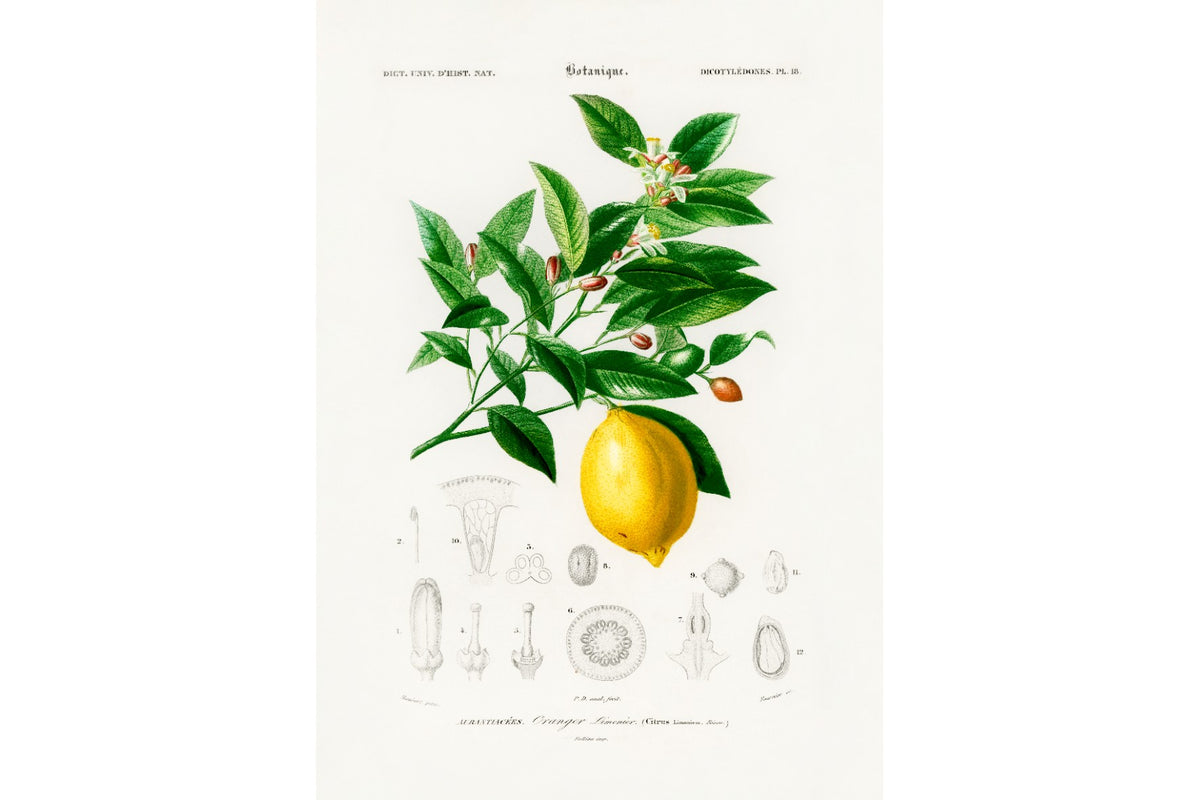 Botanical Lemon Wall Art ⭐️ Canvas & Framed + Many Sizes – Pixalot