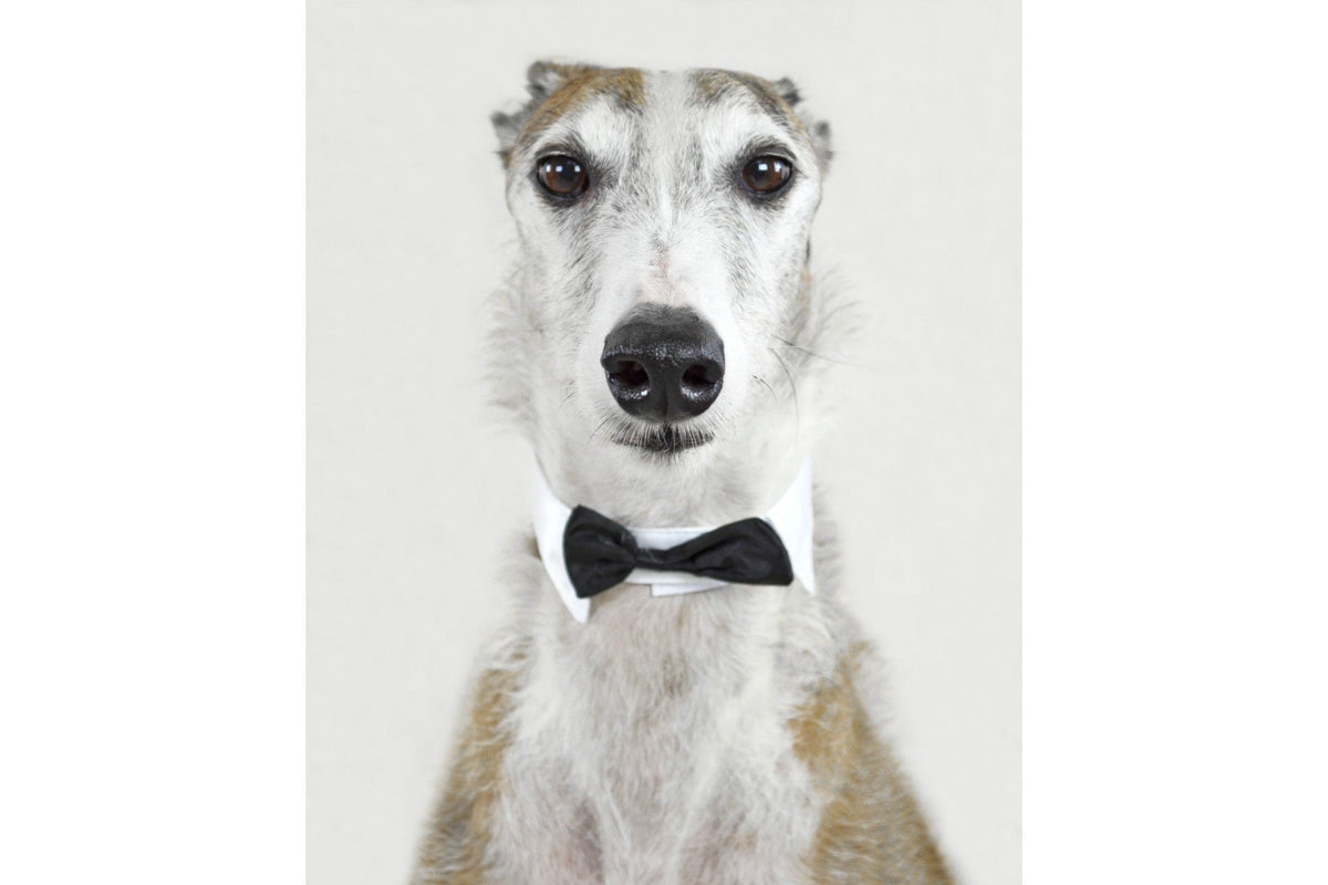 Distinguished Hound Wall Art | Canvas & Framed Prints – Pixalot