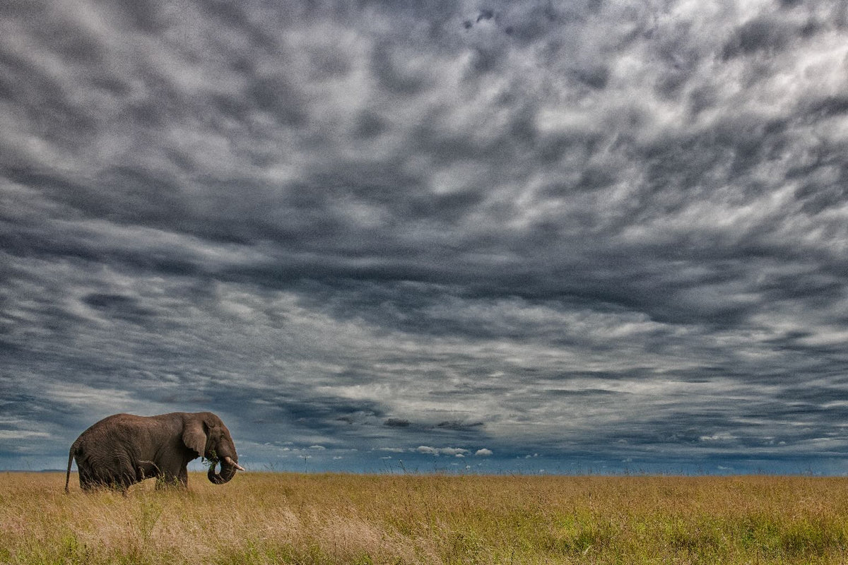 Elephant Horizon Wall Art ⭐️ Canvas & Framed + Many Sizes – Pixalot