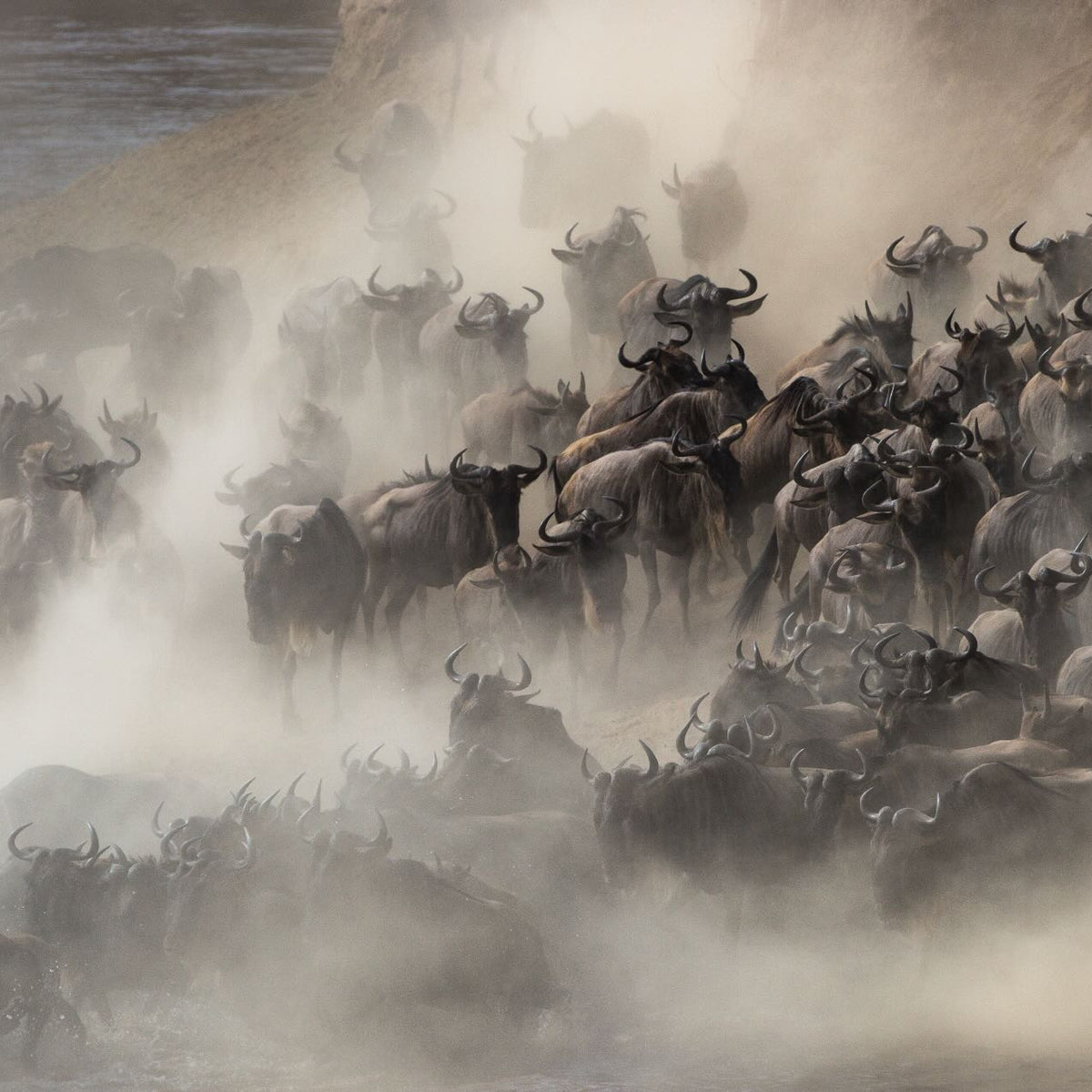 Gnu Crossing Wall Art ⭐️ Canvas & Framed + Many Sizes – Pixalot