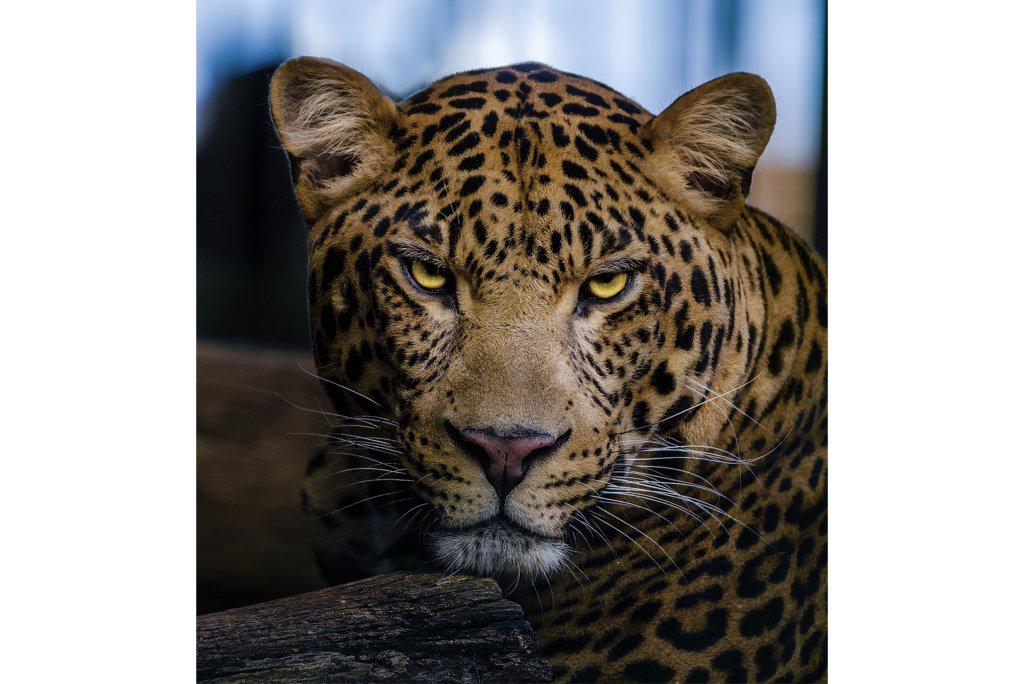 Contempt Wall Art ⭐️ Canvas & Framed + Many Sizes – Pixalot