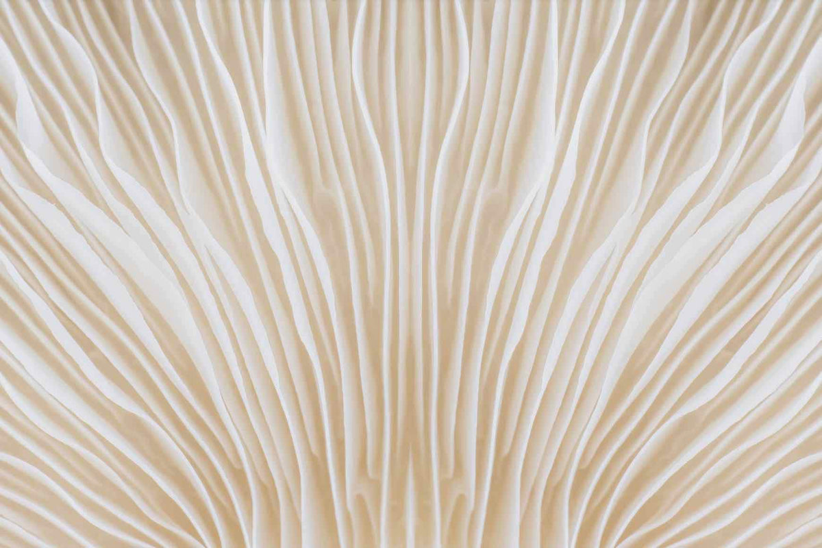 Sajor Wall Art | Canvas & Framed Prints – Pixalot